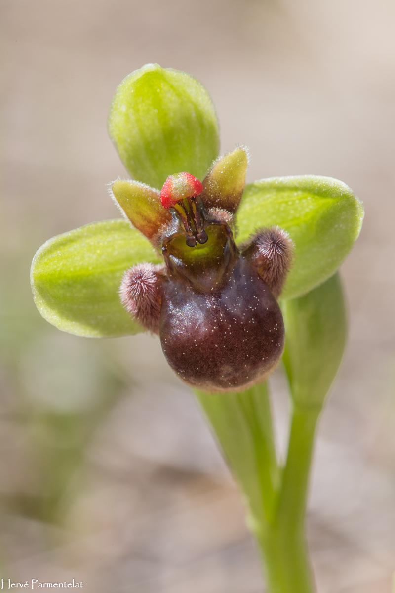 Ophrys bombyliflora x speculum – Vosges Nature