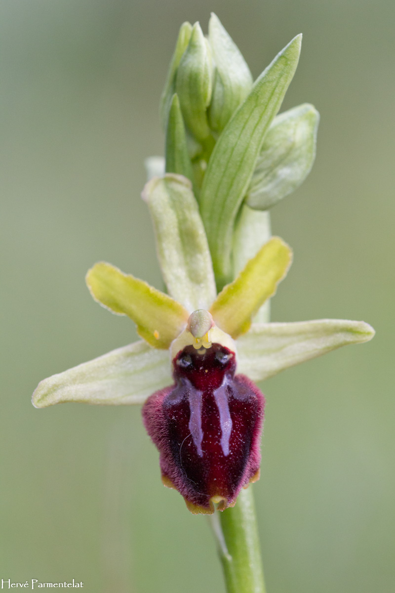 Ophrys passionis x scolopax – Vosges Nature