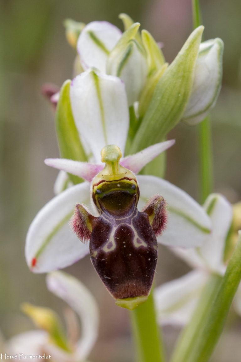 Ophrys picta – Vosges Nature