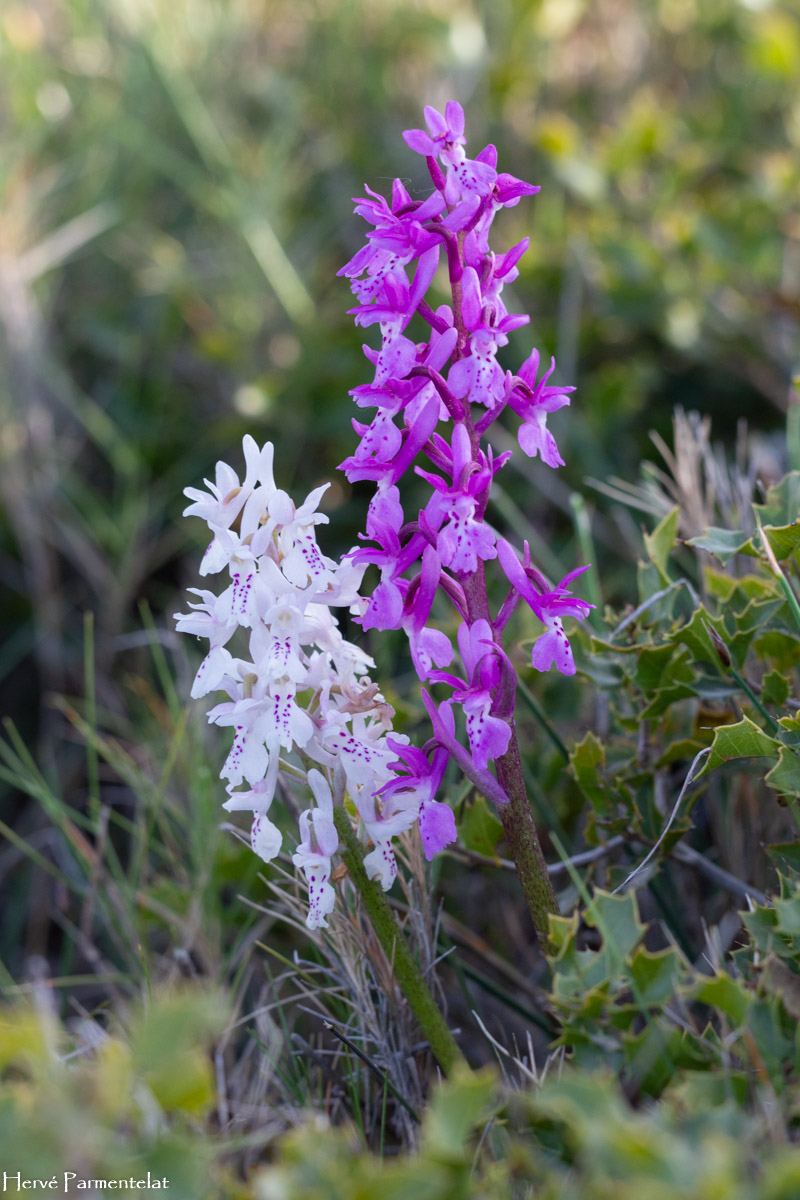 Orchis olbiensis – Vosges Nature