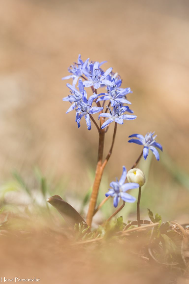 Scilla bifolia (scille à deux feuilles) - Vosges Nature