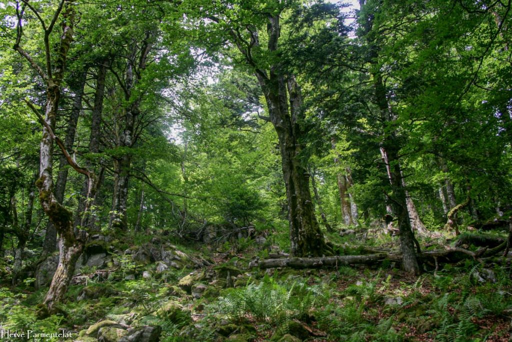Les forêts primaires – Vosges Nature