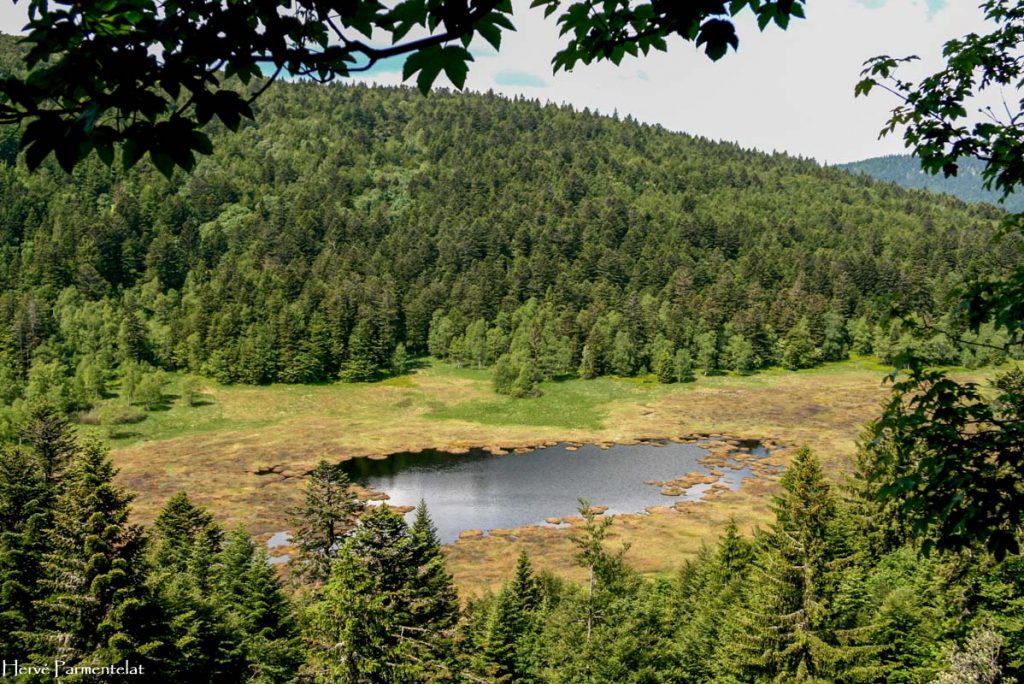Des tourbières – Vosges Nature