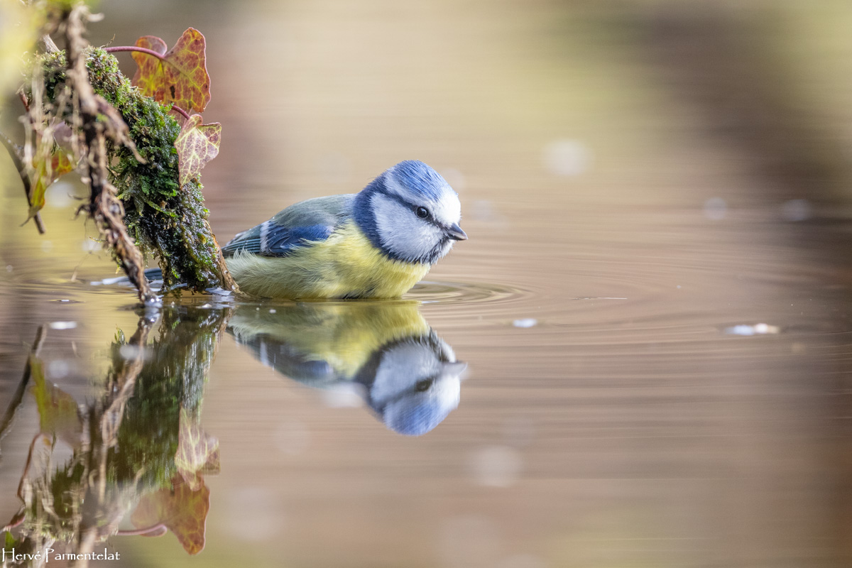 Faune - Vosges Nature