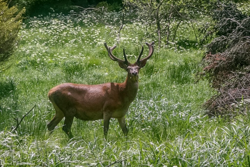 Cerf élaphe - Vosges Nature