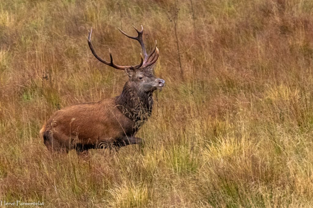 Cerf élaphe - Vosges Nature